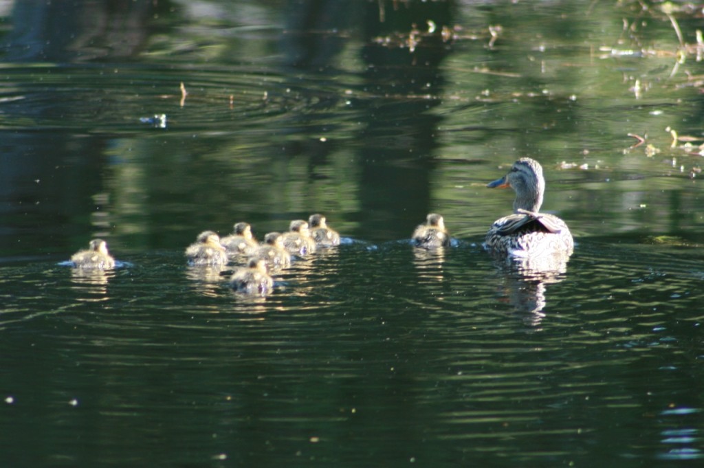 Spring has sprung on the pond | Nelsons' Duck Pond and Lavender Farm